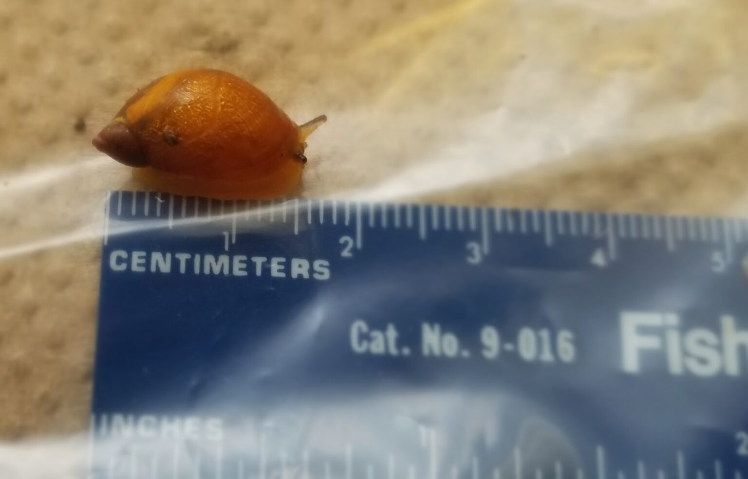 Preventing Meningeal Worm with Poultry - Goat Journal